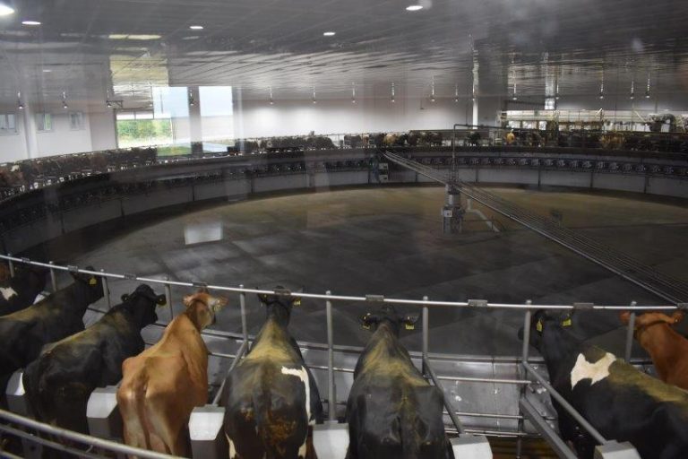 A Cow Carousel – Who Knew!!! - Riveting Journey